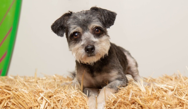 Donate to Elliott and the E street gang rescued from Carson Animal Care ...