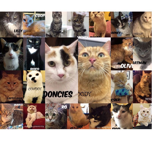 Donate to CATS need FOOD & MORE | Support animal welfare with CUDDLY