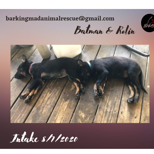 Donate to Batman & Robin | Support animal welfare with CUDDLY