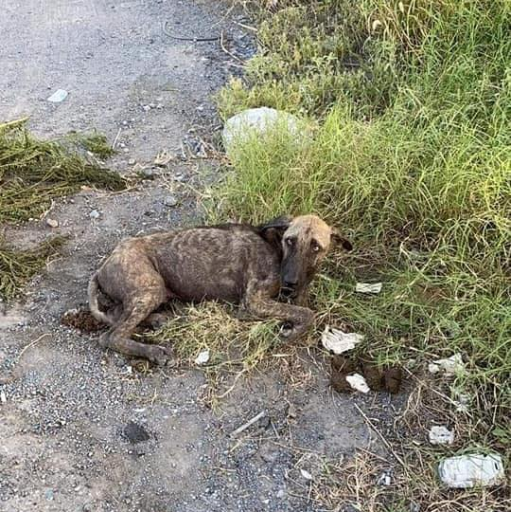 CUDDLY Find Rescues and Shelters