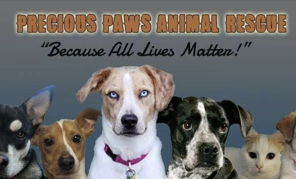 Precious Paws Animal Rescue | CUDDLY